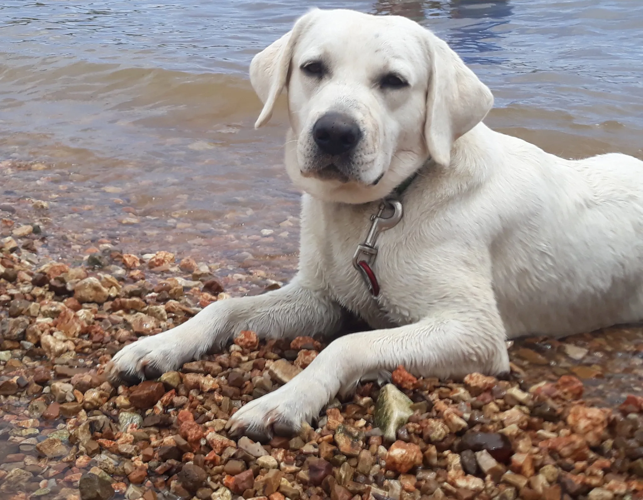 Faithfully Yours Labradors